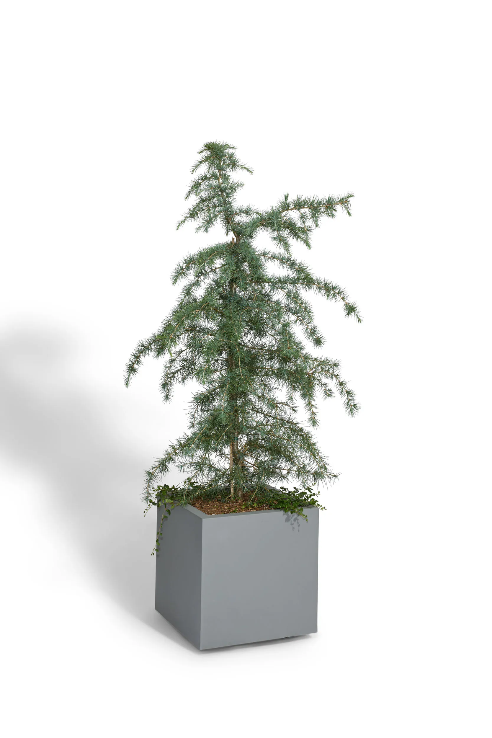 Curated selection of trees for short term rental. | Analog Plant Rentals