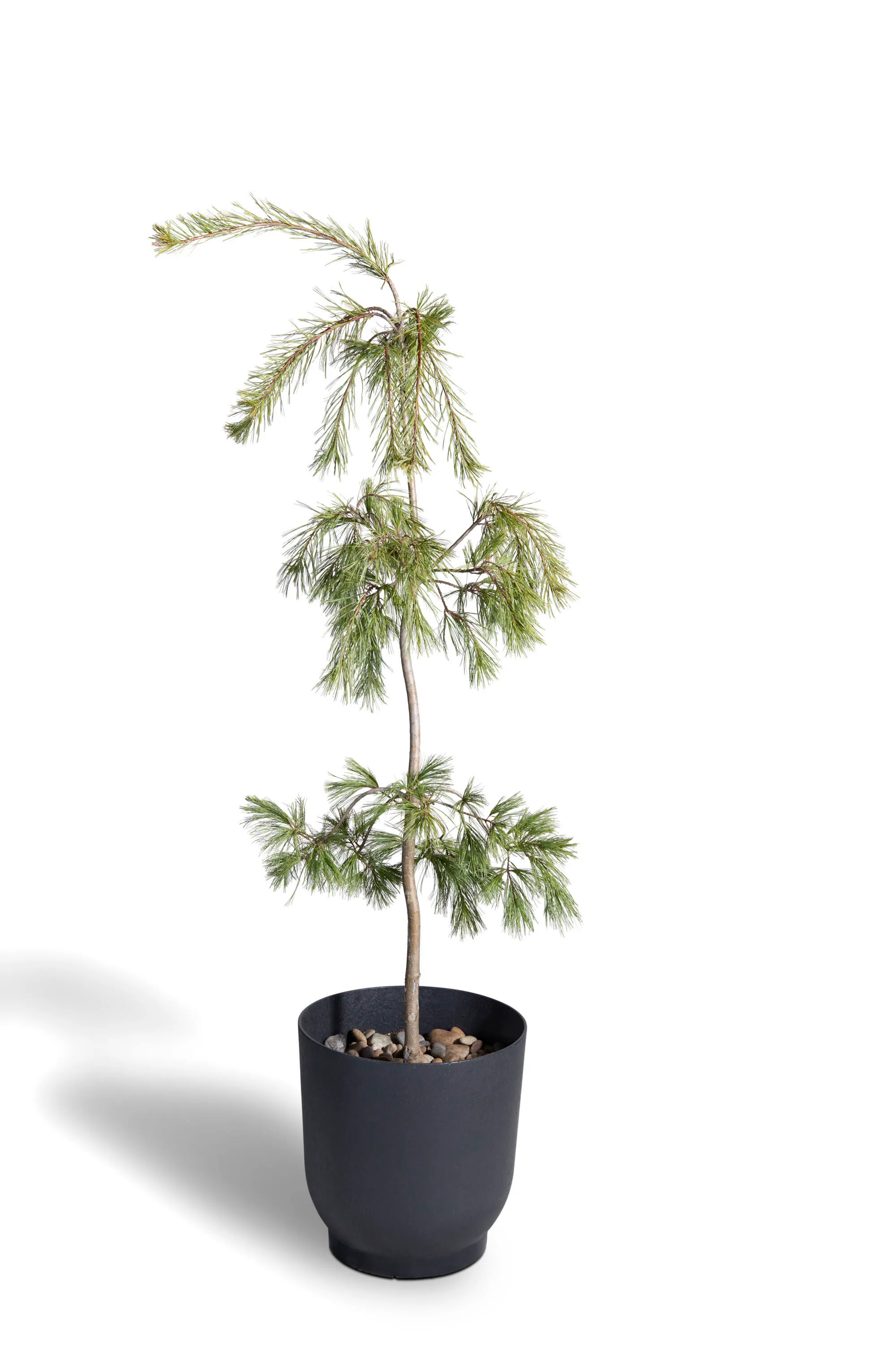 White Pine Tree - plant rental | Analog Plant Rentals