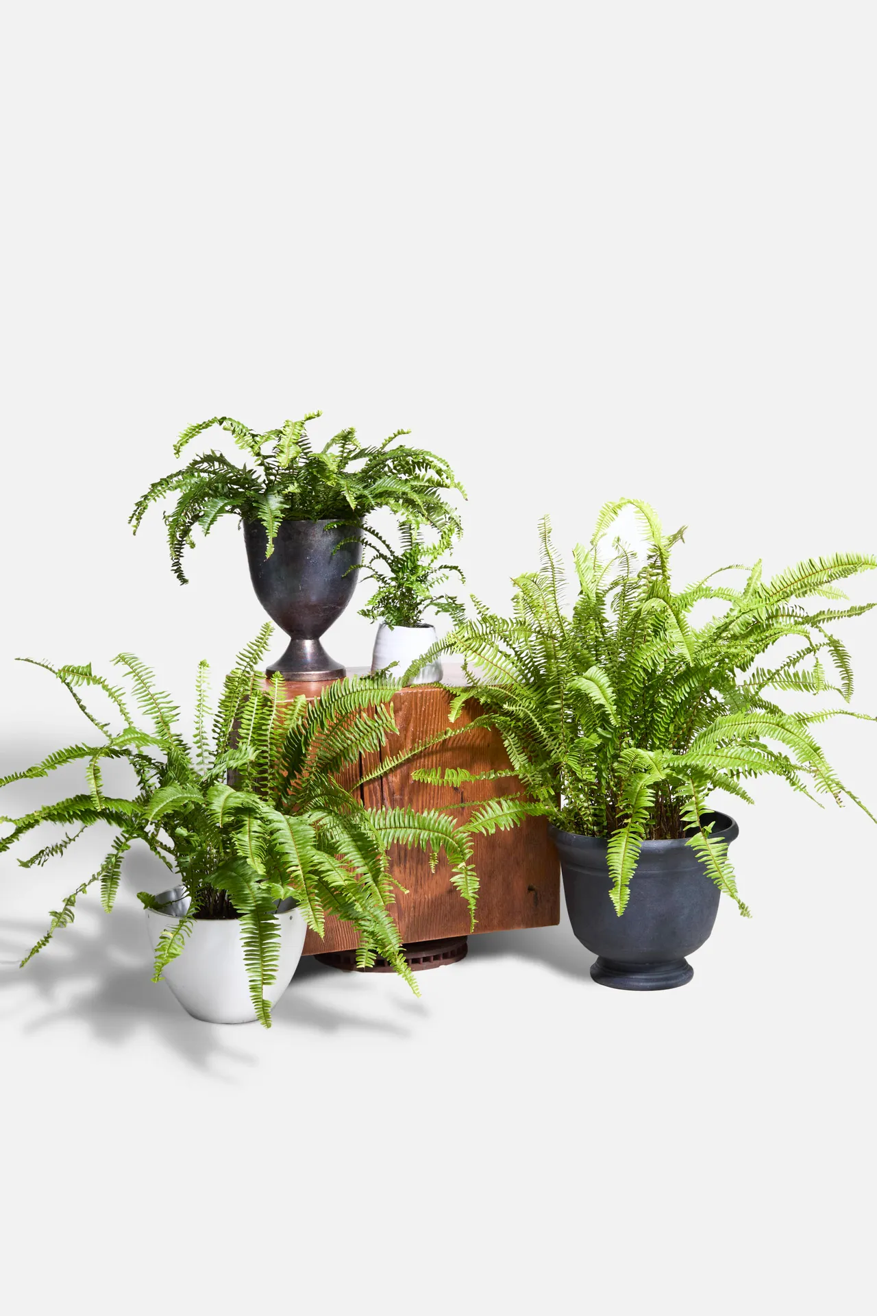 Analog Plant Rentals