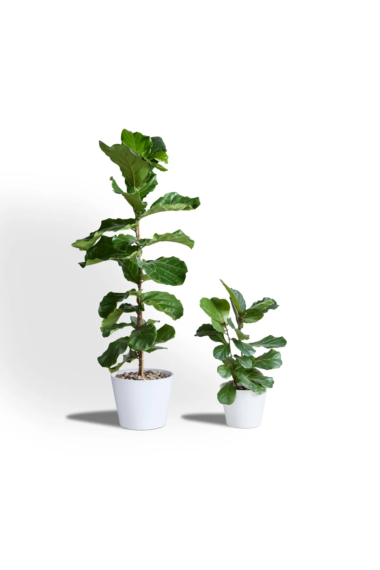 Analog Plant Rentals