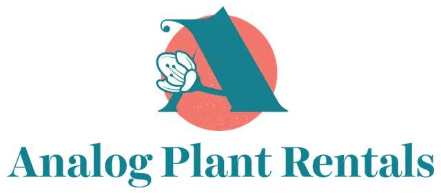 Laurel Fig Tree - plant rental | Analog Plant Rentals