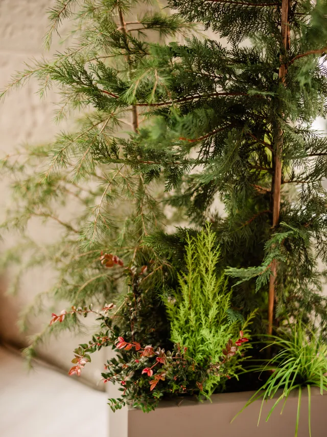 Shop by Category | Analog Plant Rentals