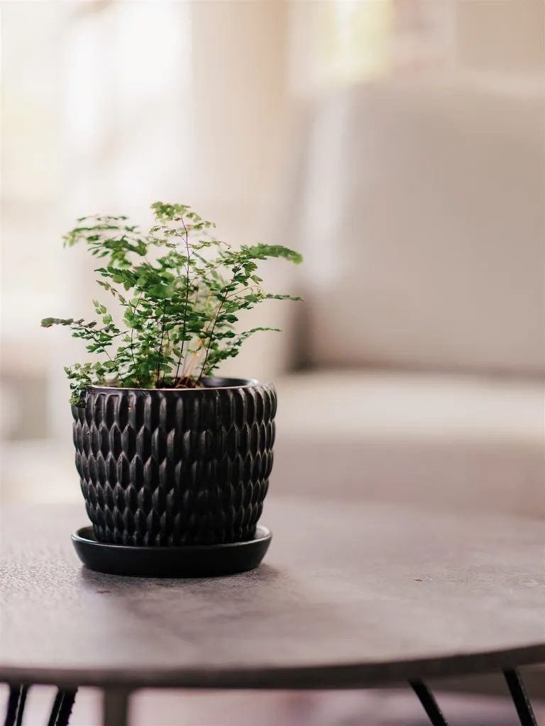 Curated selection of rental plants for specific usage | Analog Plant ...